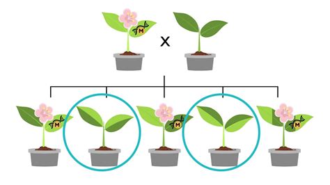 What Is A Null Segregant Youtube