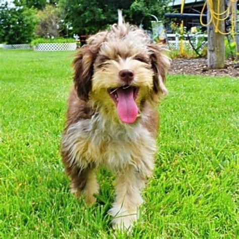 Pros And Cons Of The Havapoo Is The Hava