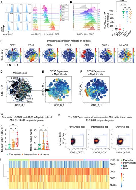 Cd37 Is A Safe Chimeric Antigen Receptor Target To Treat Acute Myeloid