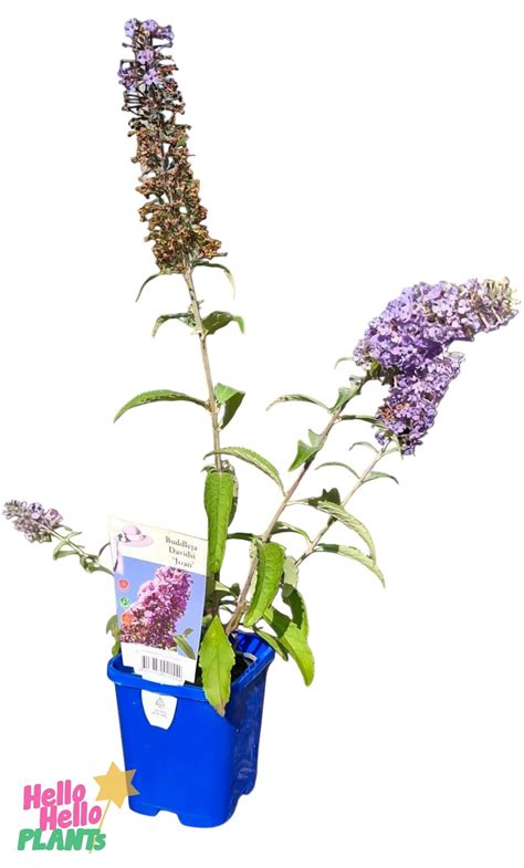 Buddleja Joan 4 Pot Hello Hello Plants