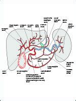 Interventional Radiology Coding Cardiology Coding Medical Coding