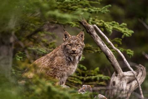 13 Lynx Facts You Didnt Know—from Silent Feet To Deadly Teeth