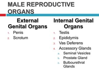 Male Reproductive System Pptx