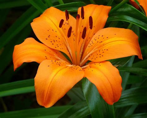 What Are The Tall Orange Lilies Called At Duane Taylor Blog