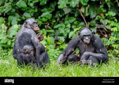 Bonobos Im Natürlichen Lebensraum Auf Grünen Natürlichen Hintergrund
