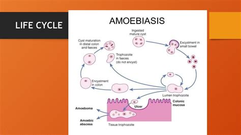 Presentationppt Full Explain About Amoebiasis Diseases Pptx