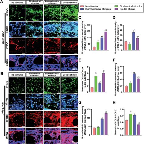 Immunofluorescence Analysis Of Col‐ii And Col‐x After In Vitro Download Scientific Diagram