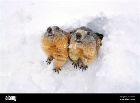 Alpine Marmot Marmota Marmota Two Marmots Stuck In A Snow Hole And