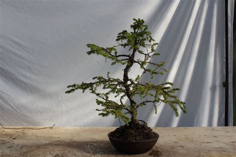 Sitka Spruce 1 — Driftwood Bonsai