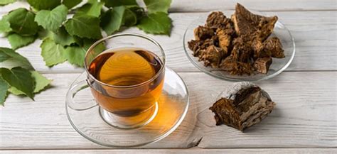 Ciuperca De Mesteacan Chaga Beneficii Pentru Sanatate Blog Paradisul Verde Nutritie