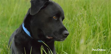 Labrabull Dog Breed Information Pets Online