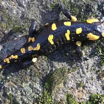Salamandra Salamandra Linnaeus 1758