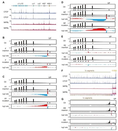 Figure S8 Simulations Of The Chromatin Looping Interaction Profiles