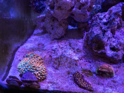 Dinoflagellates Who Has Beat Them Bay Area Reefers Bar