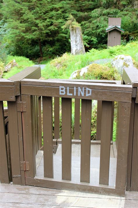 Souvenir Chronicles Alaska Bear Watching At The Anan Wildlife Observatory