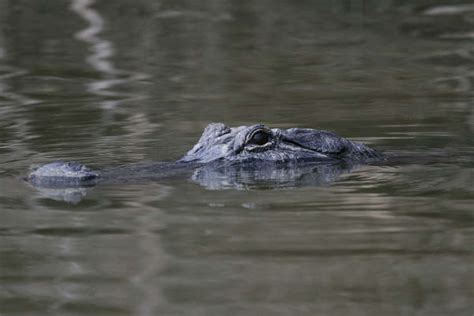 Texas Alligators Hard To Find Thanks To Ikes Salty Surge