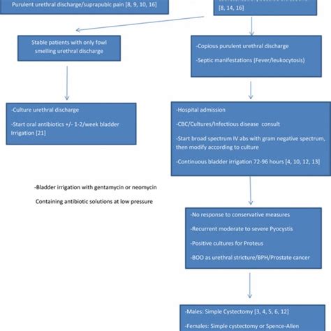 Proposed Management Algorithm For A Patient Presenting With Pyocystis
