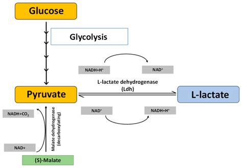 Sessile Biology Simple