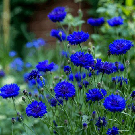 Dwarf Bachelor Button Cornflower Centaurea Cyanus Rdr Seeds