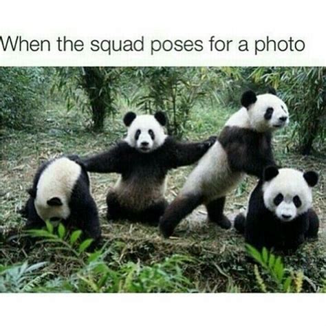 15 Incredibly Funny Panda Memes Funny Animals Funny Pictures Cute Panda