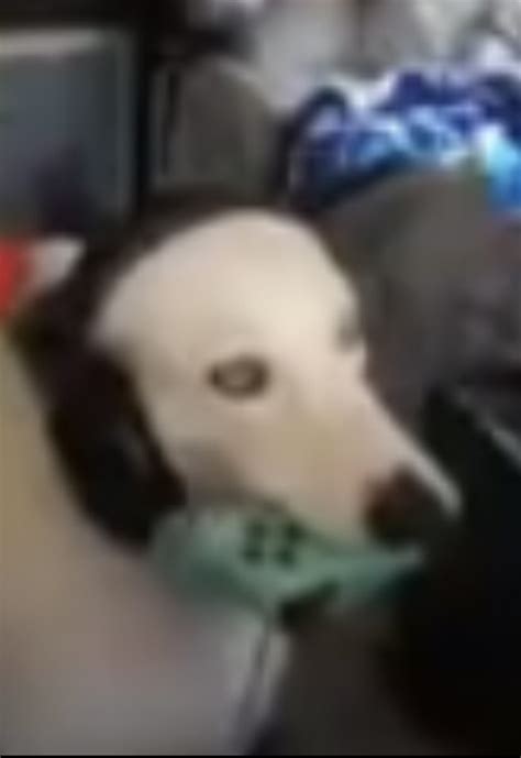 Nrg Chell On Twitter Hes A Natural 🥺 Ebwuhsjm4a Twitter