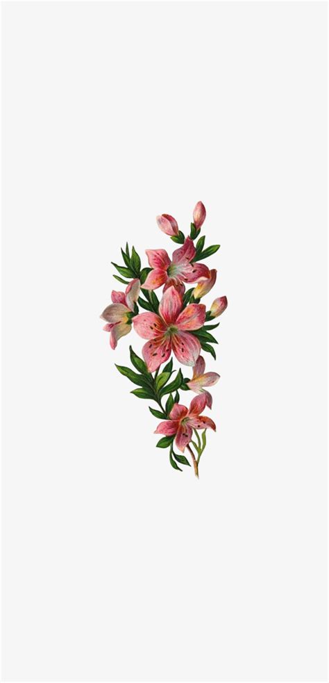 鲜花免扣素材 快图网 免费png图片免抠png高清背景素材库
