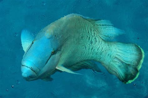 Humphead Wrasse Cheilinus Undulatus