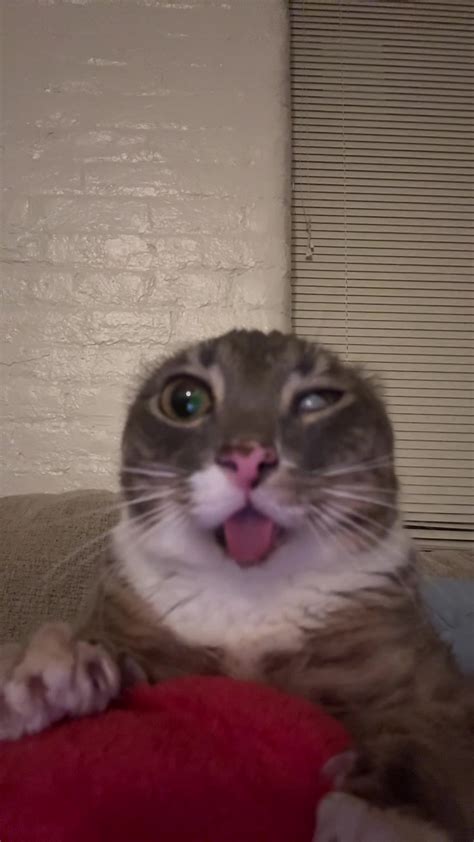 Rigby The Cats Hilarious Antics Tiktok