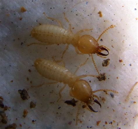 The Soldier Termites Termite Web