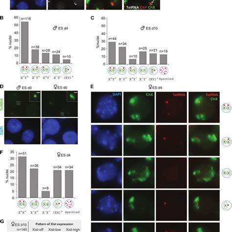 —transitional States Of Telomeric Rna In Differentiating Es Cells A