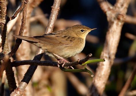 Grasshopper Warbler Migration Birdguides