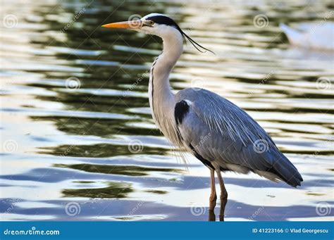Herring Bird