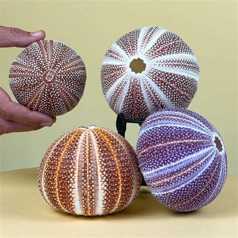 Sea Urchin Skeleton Spherechinus Esculentus Latiaxis