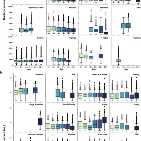 A Single Cell Transcriptomic Atlas Characterizes Ageing Tissues In The