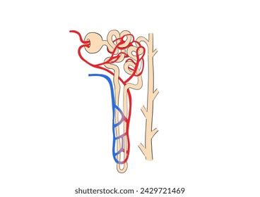 Anatomía Esquemática De La Nefrona En Ilustración De Stock 2429721469