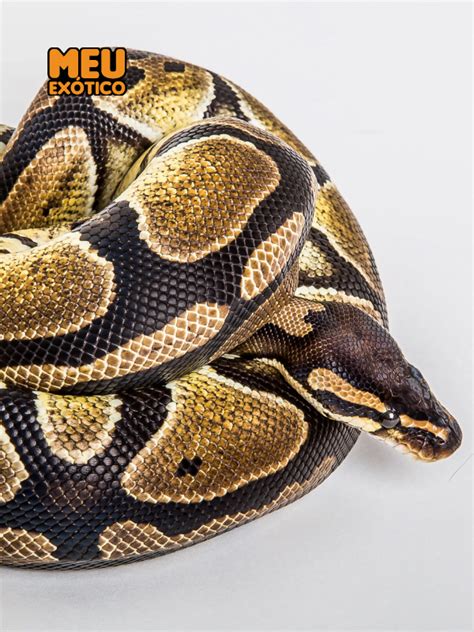 Python Bola Menor