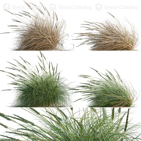 Grasses Muhlenbergia Rigens Deer Grass 02 3d Model Greatcatalog 86447