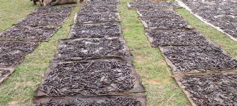 Vanilla Curing Vanilla Indonesia