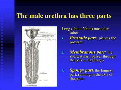 Urethral Anatomy Male