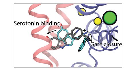 An Orchestrated Interaction Network At The Binding Site Of Human Sert Enables The Serotonin