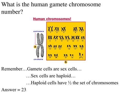 Ppt Understanding Chromosomes Structure Types And Human Karyotypes