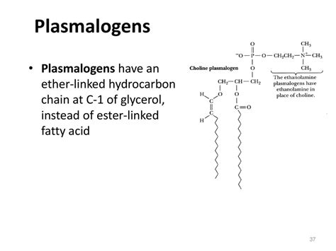 Lipids Ppt Download