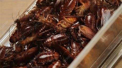 Cockroach Cold Blooded Demo Stock Video Clip K0035348 Science