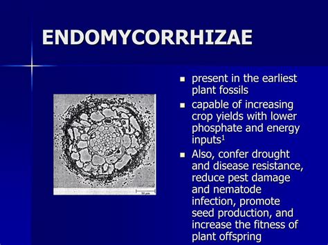 Ppt Mycorrhizae Powerpoint Presentation Free Download Id 1050434