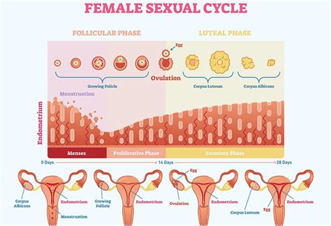 Thickened Endometrial Lining