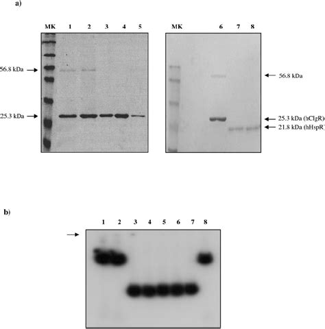 Pull Down Assay To Identify The Cofactor Of Clgr A And Dna Binding Download Scientific
