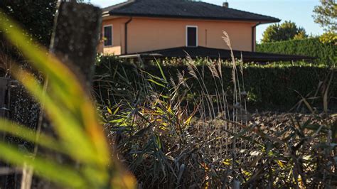 Ditch Grass In Autumn 41472768 Stock Video At Vecteezy
