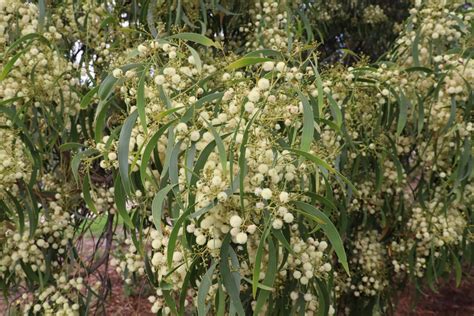 Acacia Implexa Lightwood Nicks Natives