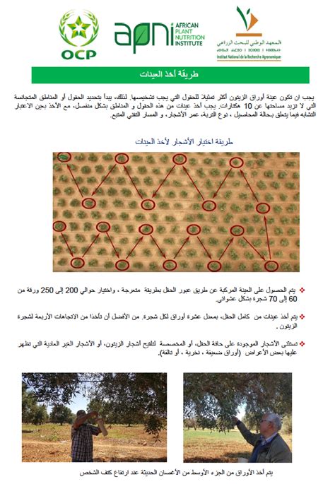 طريقة أخذ العينات Olive Foliar Sampling Methods 2 African Plant