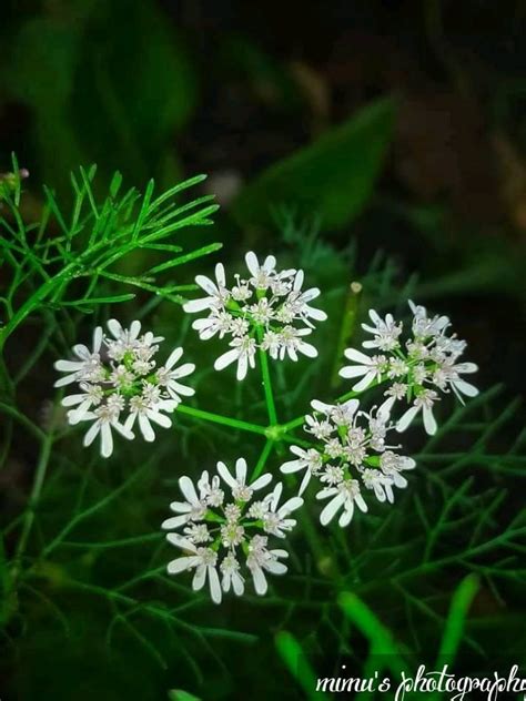 Mimus Photography 💫